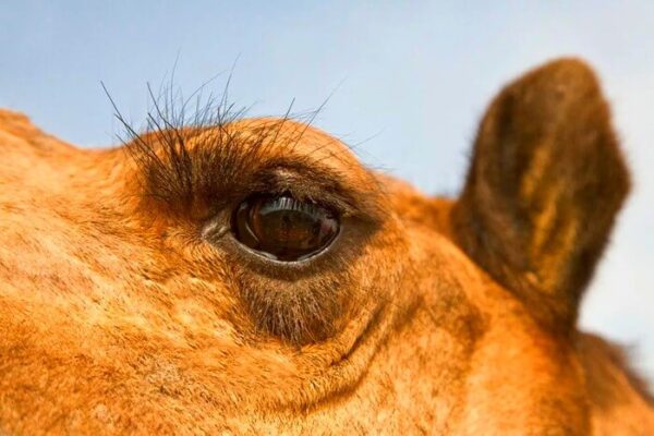 Eyelash Envy: 10 Animals with the Longest Lashes - HIT LASHES