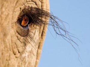 Eyelash Envy: 10 Animals with the Longest Lashes - HIT LASHES