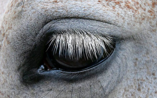 Eyelash Envy: 10 Animals with the Longest Lashes - HIT LASHES