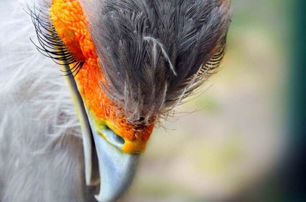 Eyelash Envy: 10 Animals with the Longest Lashes - HIT LASHES